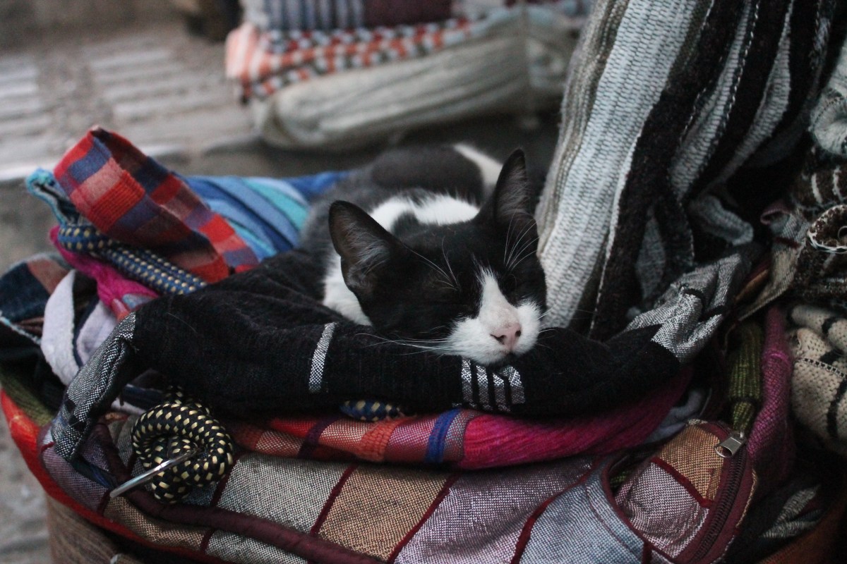 Cats – My Thoughts From Afar